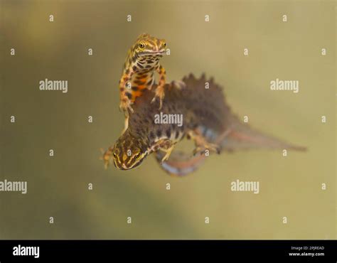 Smooth Newt Lissotriton Vulgaris Two Adult Males In Breeding Colours Underwater In Dew Pond