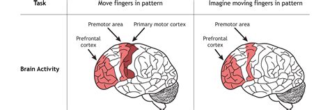 Premotor Cortex