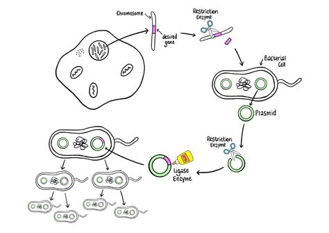 Genetic Engineering Diagram