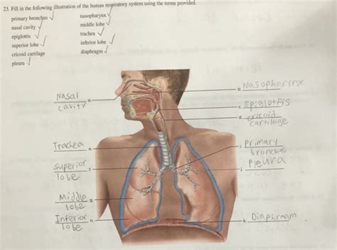 bsc2086l lab 6 exercise 31 flashcards quizlet