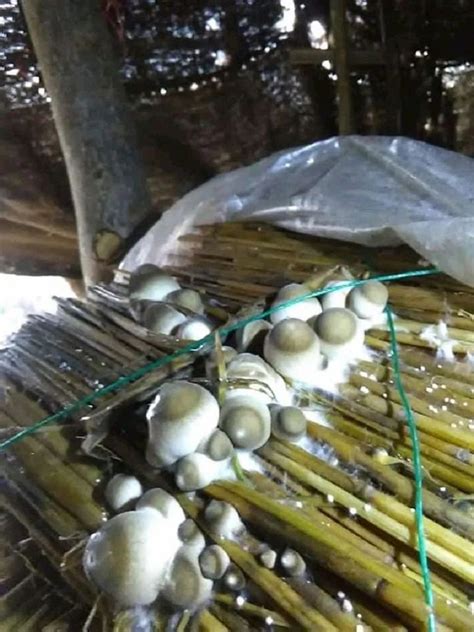 Paddy Straw Mushroom At Rs 330kg Paddy Straw Mushroom In Faridabad Id 20678786612