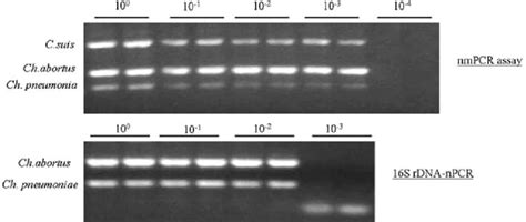 Comparison Of The Analytical Sensitivity Between 2 Nested Multiplex Download Scientific Diagram