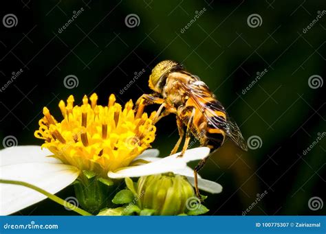 Hoverfly Sucking Nectar On Flower Stock Image Image Of Entomology