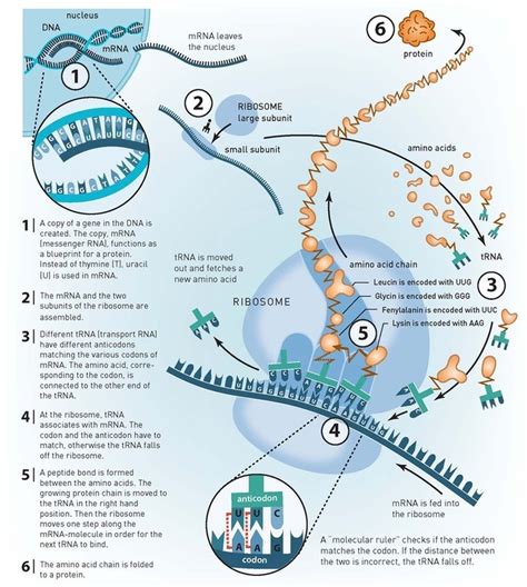 Functions Of Dna Victoria Duncan