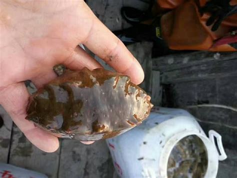 又到了海參捕撈的季節 海猛子月薪3萬起年輕人沒人願意干 每日頭條