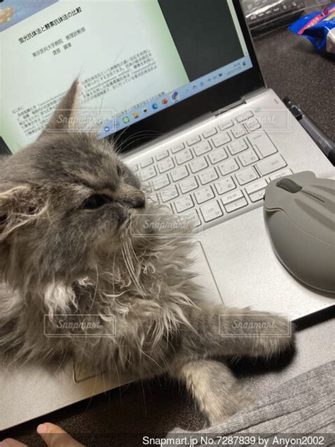 パソコン作業の邪魔をする猫の写真・画像素材 7287839 Snapmart（スナップマート）