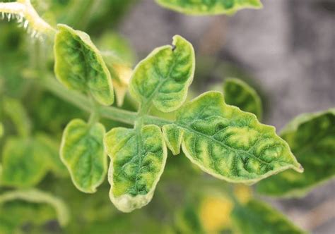 Tomato Leaf Curl Virus Symptoms
