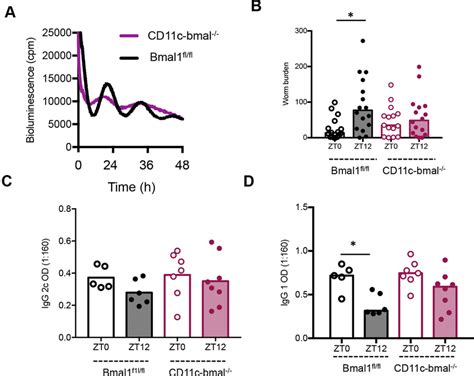 conditional deletion of bmal1 in dendritic cells abolishes diurnal