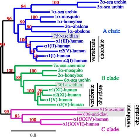 Ijms Special Issue Cladistic Analysis And Molecular Evolution