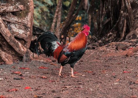 The Red Jungle Fowl Breed Profile Egg Laying Temperament Broodiness