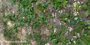 Cammino A Piedi Nudi Nell Erba In Pubblico E Ti Mostro Le Mie Piante Dei Piedi Sporche My Dirty