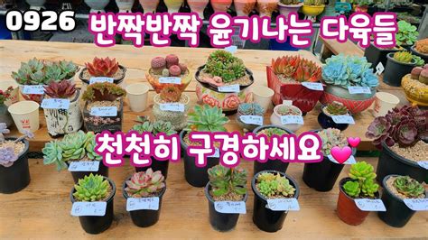 230926다육이사랑방풍성하게 준비됐어요왕비뇌신금아톰수미미티아미유아메스트로환엽화사한아름원종콜로라타러블리로즈