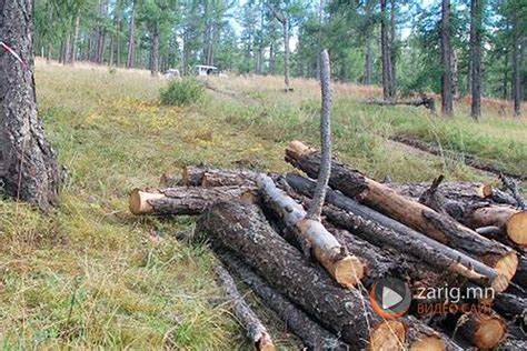 Хууль бусаар мод бэлтгэсэн 56 зөрчил илэрчээ