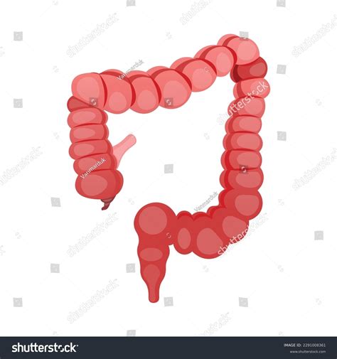 Human Duodenum Aids Digestion Metabolism Body Stock Vector Royalty Free 2291008361 Shutterstock