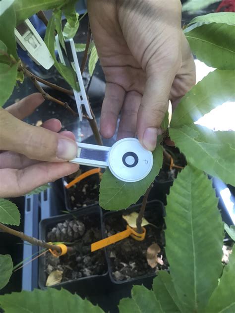 In Planta Evaluation Of The Efficacy Of Locally Selected Trichoderma Mycorestore