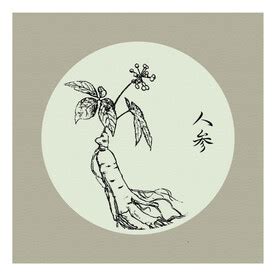 白描人参图片大全 白描人参设计素材 白描人参模板下载 白描人参图库 昵图网 soso nipic