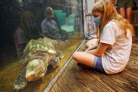 World Record Snapping Turtle