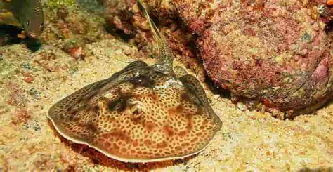 Elasmobranchii What Are Elasmobranchs