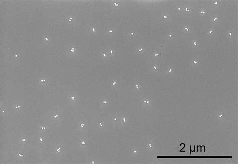 Fe‐sem Image Of Silicon Chip Used In Sers Analysis For Molecular Download Scientific Diagram