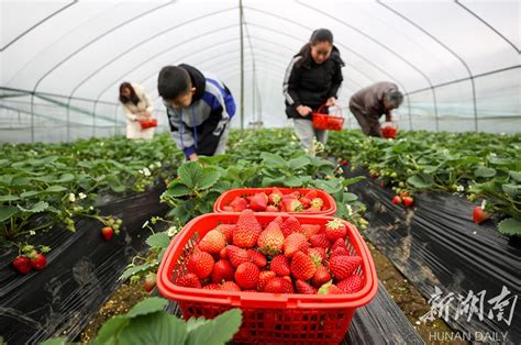 草莓红了 村民乐了 焦点图 乡村振兴 华声在线