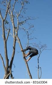 Man Falling From Tree Stock Photos Images Photography Shutterstock
