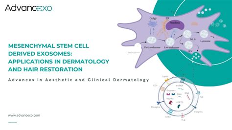 Ppt Mesenchymal Stem Cell Derived Exosomes Advancexo Powerpoint Presentation Id14060134