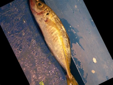 Sistem Recognition Object Detection Dataset And Pre Trained Model By Skripsi Ingwie