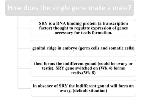 Sex Determination Ppt