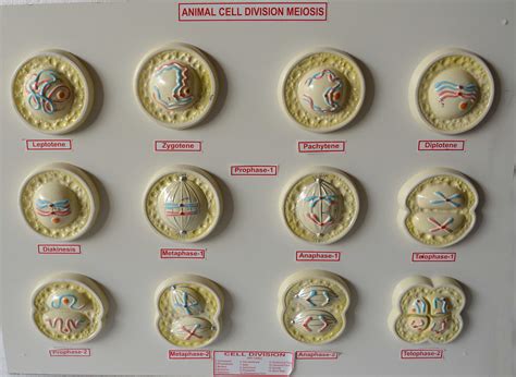 Science Models For Classes Not Masses Science Models For Classes Not Masses