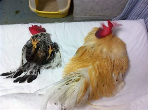 Dilayan Manja Seperti Raja Ayam Ini Miliki Kehidupan Eksklusif Tidur Pun Di Atas Katil