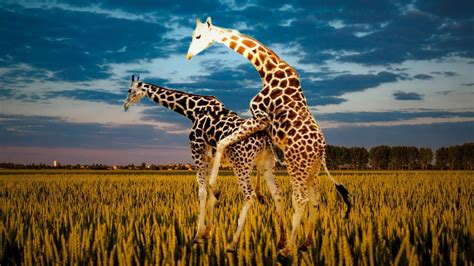 Giraffe Mating Giraffe Mating Time Adorable Video Youtube