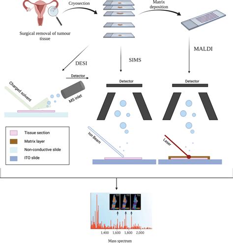 Principles Of Msi Workflow For The Most Used Ionization Approaches For