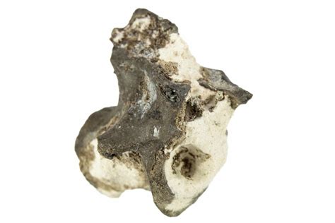 59 Permian Reptile Fossil Vertebra Oklahoma 261358 For Sale