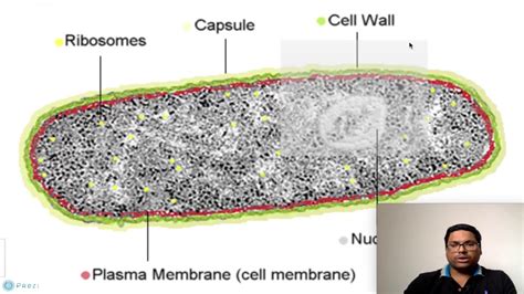 Prokaryotic Cell Under Microscope Prokaryotic Cell Under Microscope