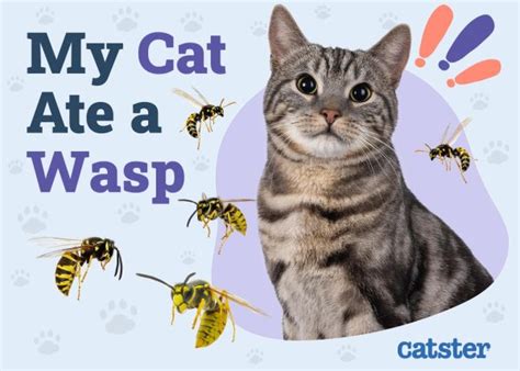 My Cat Ate A Wasp Is It Dangerous Vet Reviewed Signs And Treatments