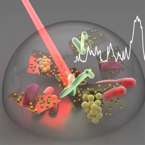 Pdf Rapid Label Free Sers Detection Of Foodborne Pathogenic Bacteria Based On Hafnium