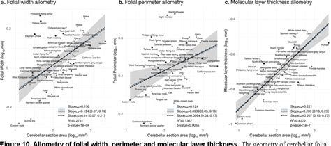 Figure 1 From Diversity And Evolution Of Cerebellar Folding In 1 Mammals 2 Semantic Scholar