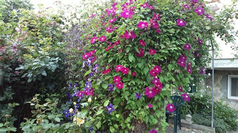 Градината ми стигна вече до средата или поне се надявам Page 13 Форум