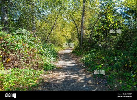 Hiking Trail Through The Woods In Marymoor Park Redmond Washington