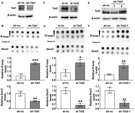 Frontiers 5hmc Modification Regulates R Loop Accumulation In Response