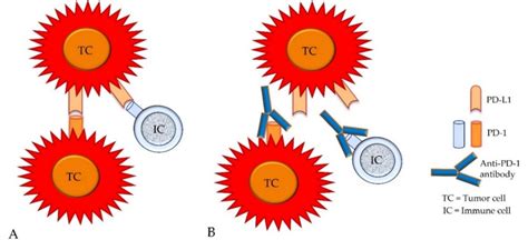 In Addition To The Expression Of Pd L1 The Intrinsic Expression Of Download Scientific Diagram