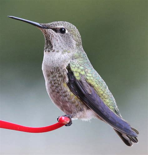 Annas Hummingbird