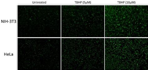 Ros Detection Assay Kit Oz Biosciences Protein Assays