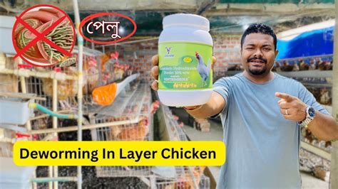 Deworming In Layer Chickenপেলু Ventrimisole Dewormer For Layer