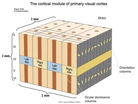 Lecture 15 Primary Visual Cortex And Cortical Modules Flashcards