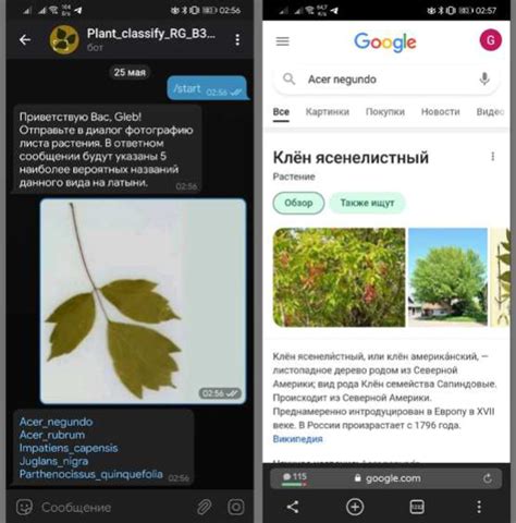 GitHub Glebrogachyov Plant Classifier Bachelor S Thesis On The Development Of A Plant