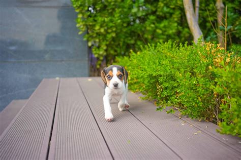비글분양 사랑스러운 애기 강아지 덕순 웰시코기분양 프렌치불독분양 보스턴테리어분양 이탈리안그레이하운드분양 베들링턴테리어분양 셔틀랜드쉽독분양 코카스파니엘분양 퍼그분양 비글