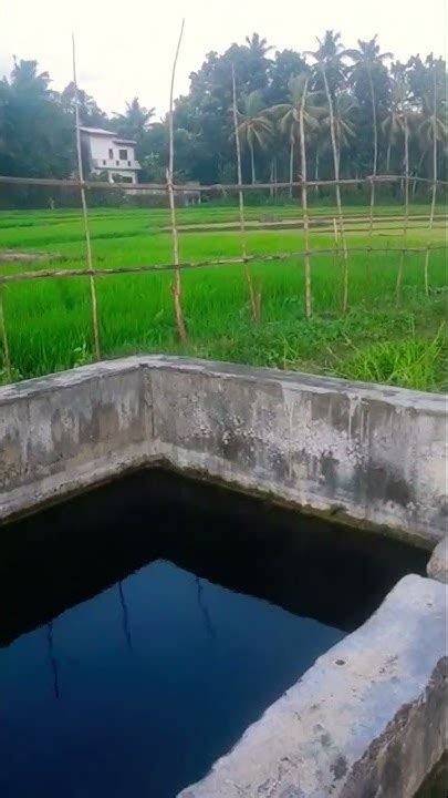 වෙල්‍ යායට මැදි වූ නිල්කැටේට ඇති පස්පෑල්ලෙ ළිඳ අල්පිටිය ගොඩකවෙල රත්නපුර Youtube