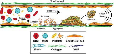 Platelet Structure And Function