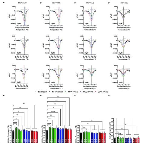 Sequence And Structure Specific Rnao Binding To The Rrm1 Region Of A1 Download Scientific